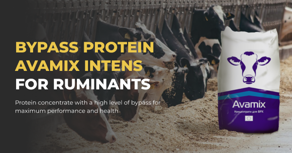 AVAMIX INTENS bypass protein for ruminants — AVA GROUP INTELLIGENT FEEDING