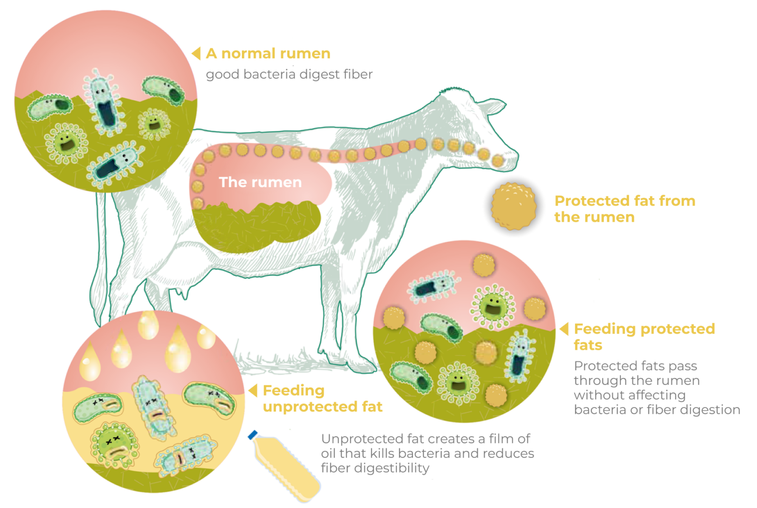 PROTECTED FATS FOR RUMINANTS