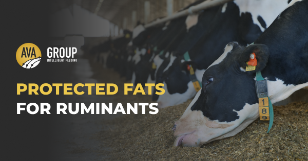 PROTECTED FATS FOR RUMINANTS
