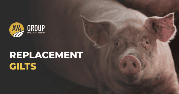 Replacement gilts — AVA GROUP INTELLIGENT FEEDING